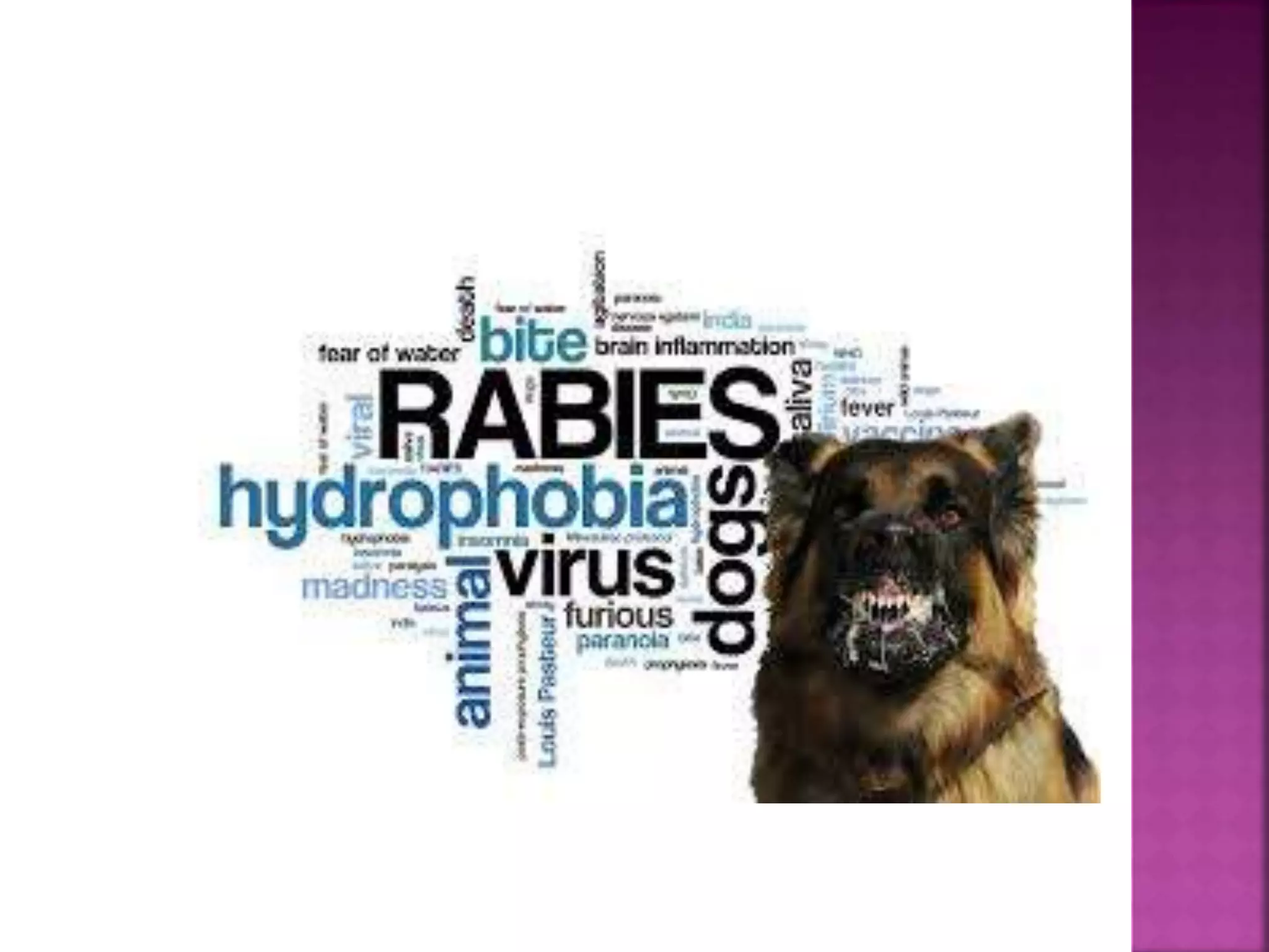 Rabies ,microbiology | PPTX