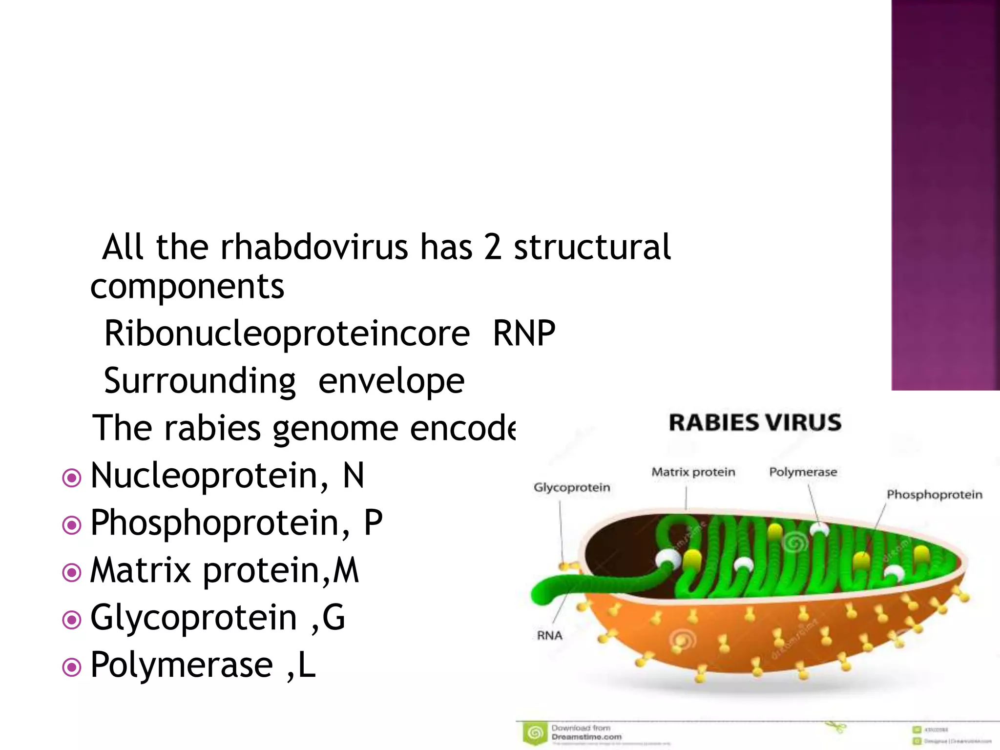 Rabies ,microbiology | PPTX