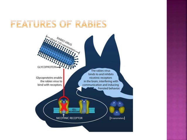 Rabies ,microbiology | PPTX