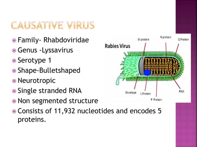Rabies ,microbiology | PPTX