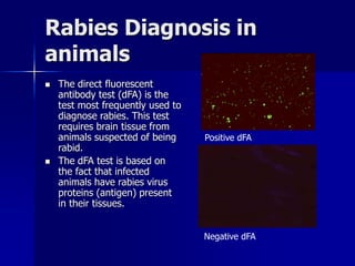 rabies.ppt | Infectious Diseases | Diseases and Conditions