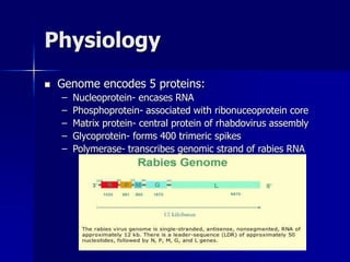 rabies.ppt | Infectious Diseases | Diseases and Conditions