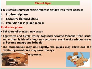 RABIES.pptx