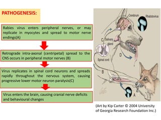 Rabies.pptx