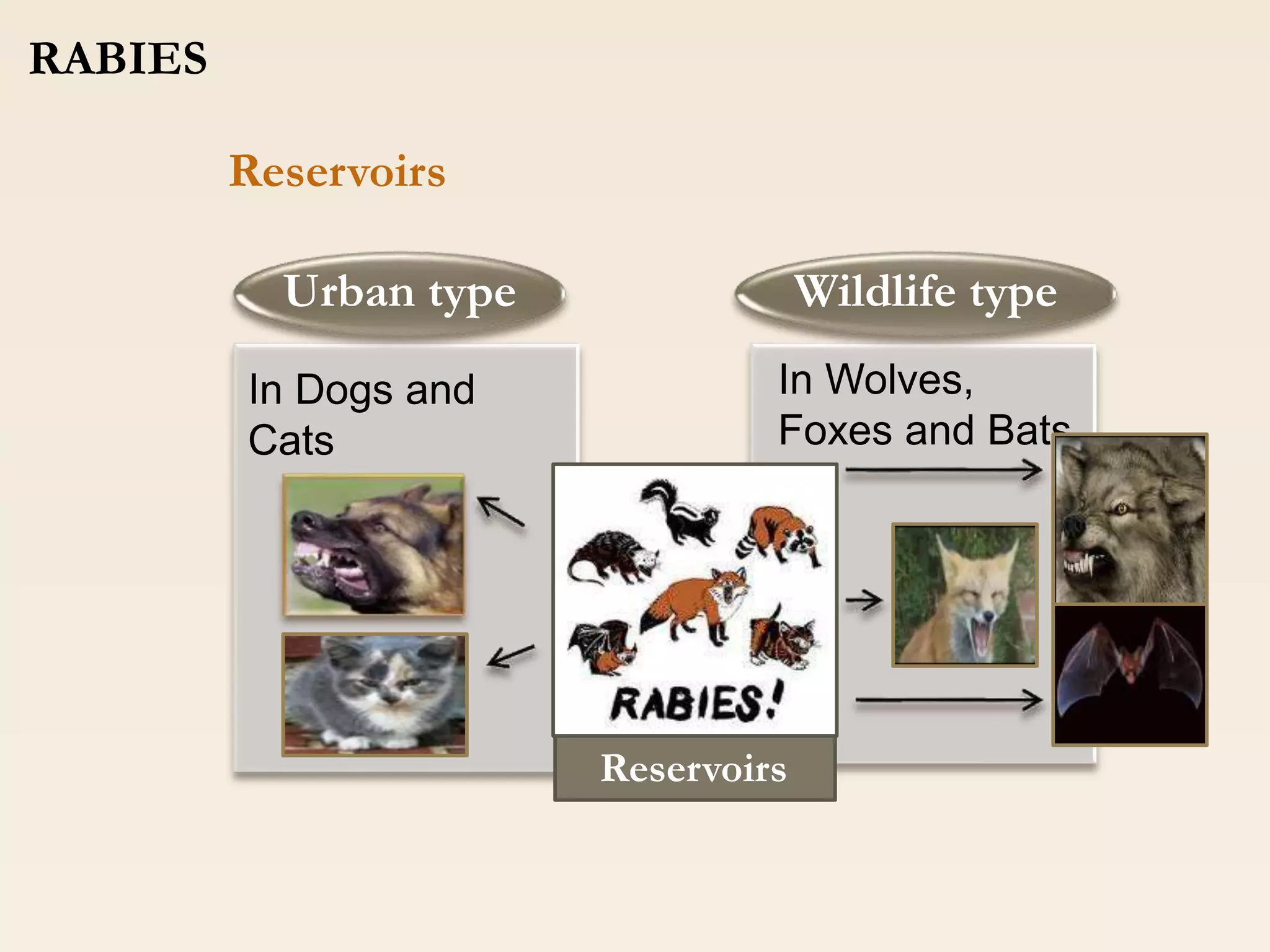 Rabies.ppt