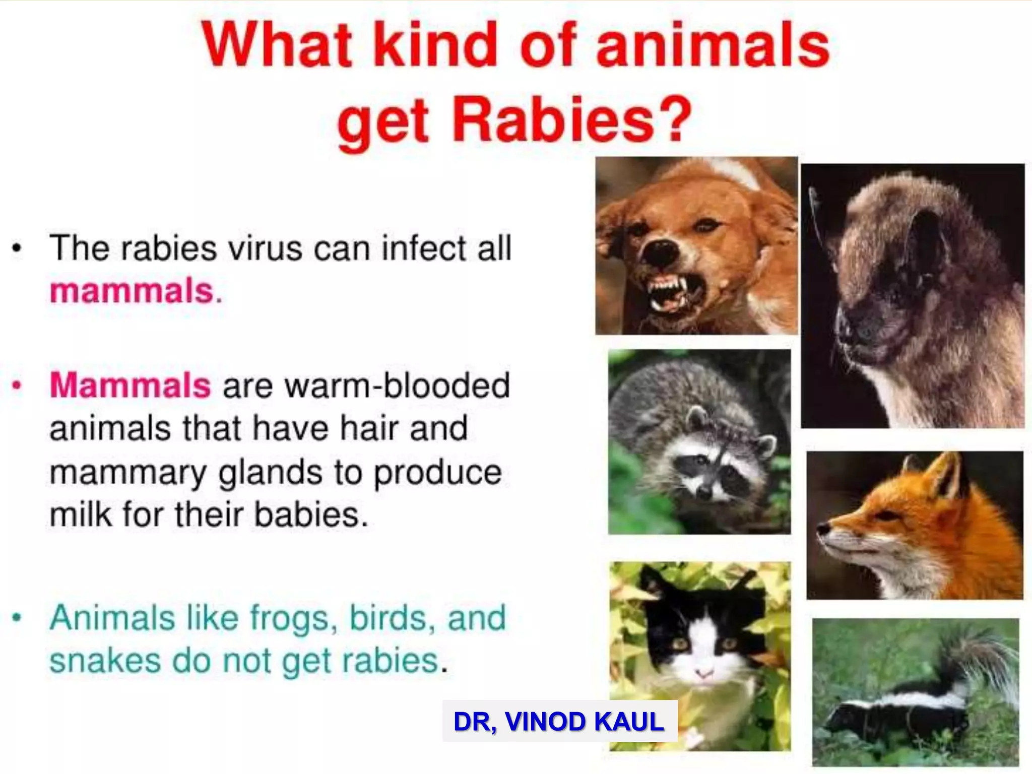 Rabies.ppt