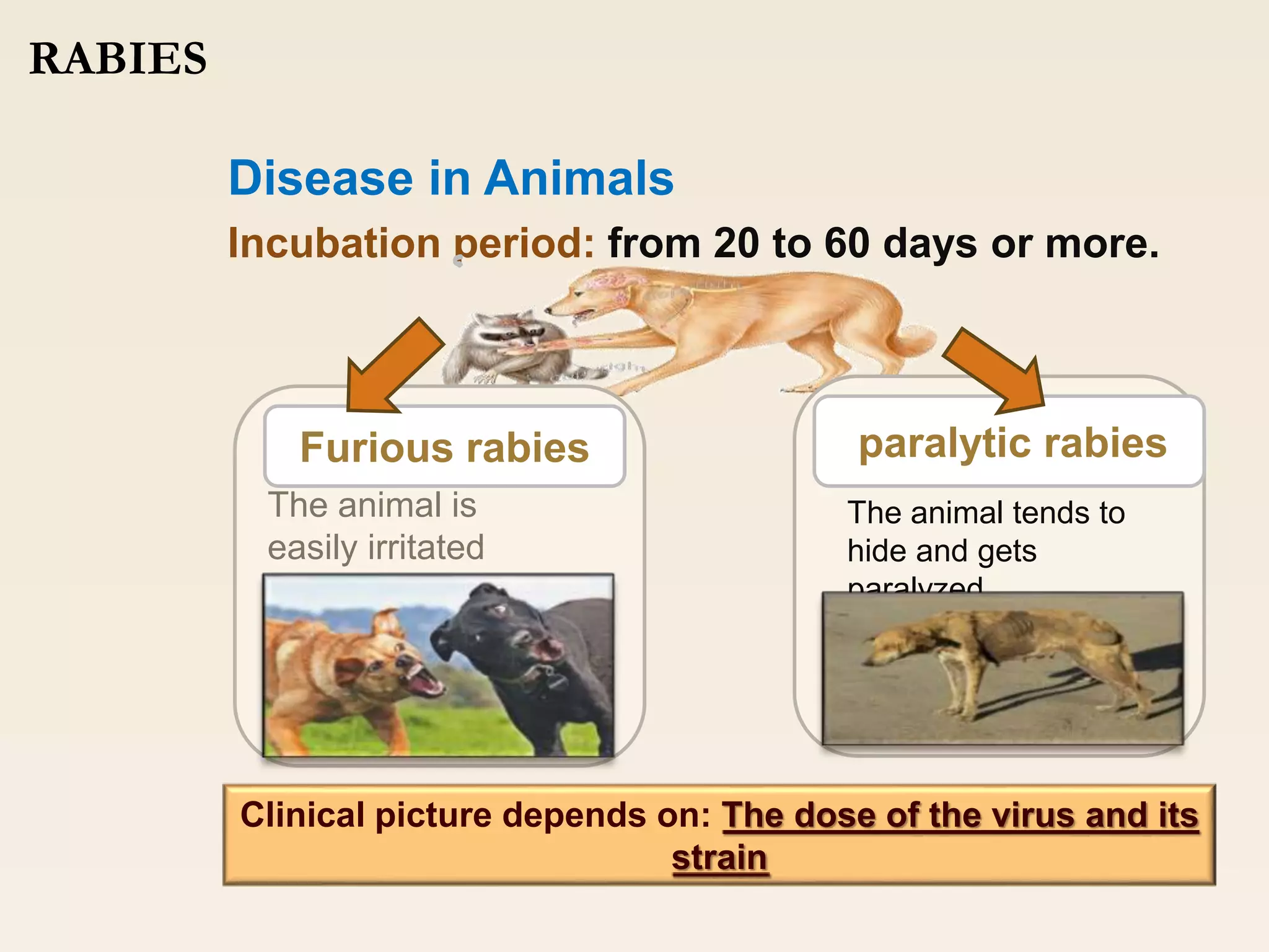 Rabies.ppt