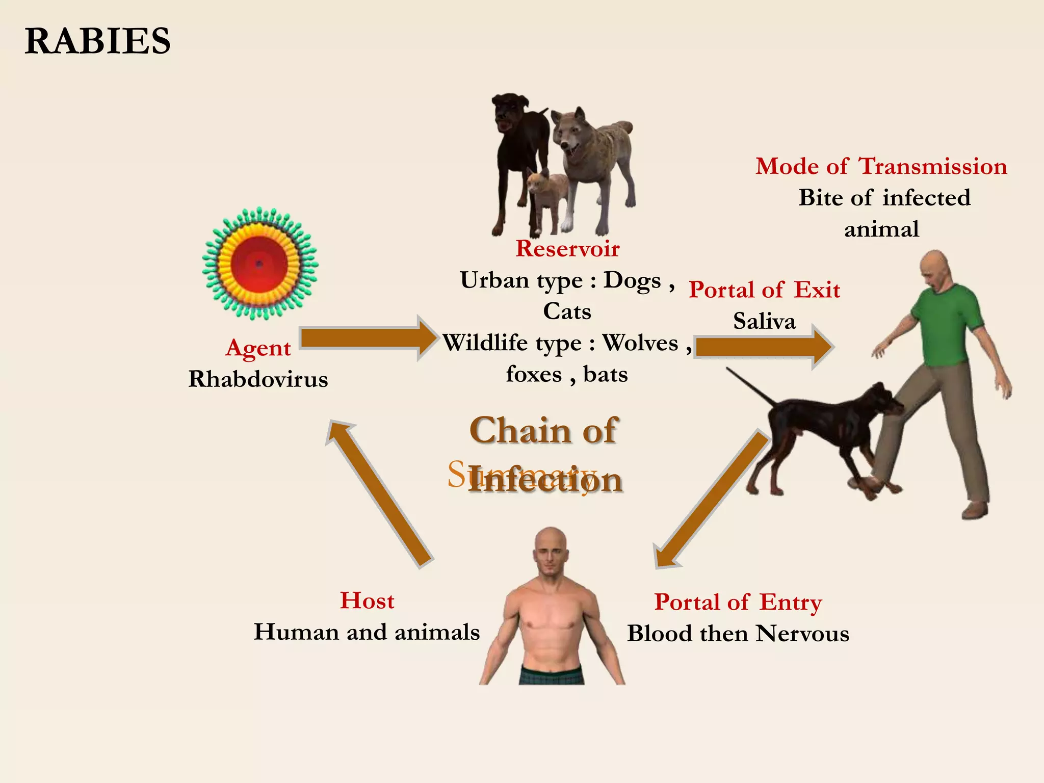 Rabies.ppt