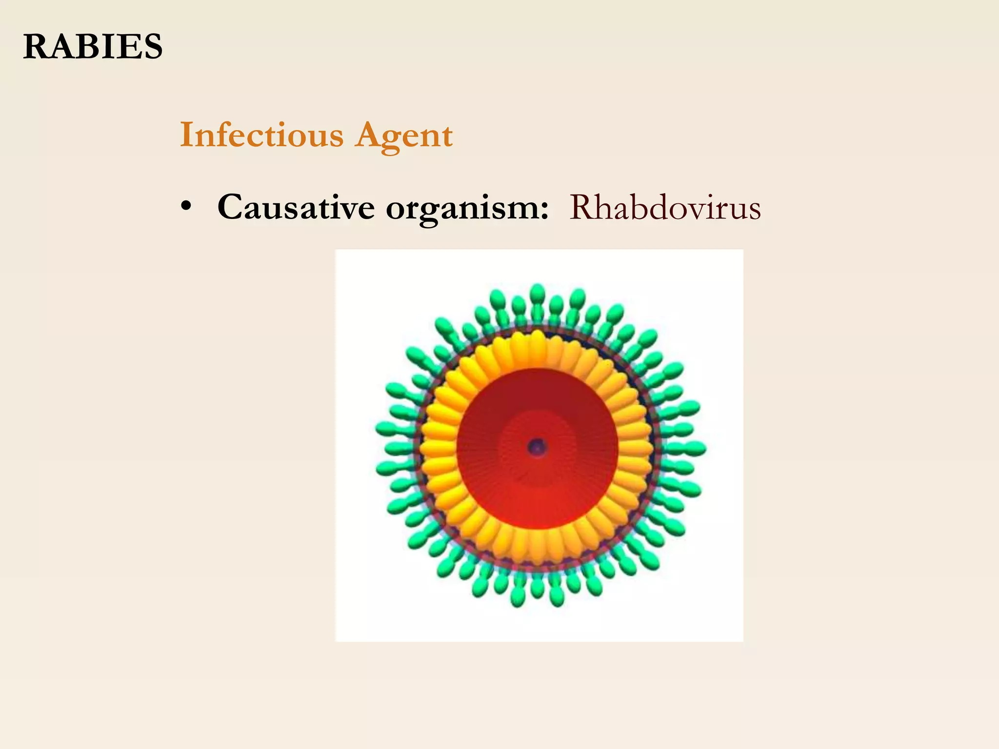 Rabies.ppt