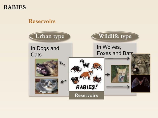 Rabies.ppt