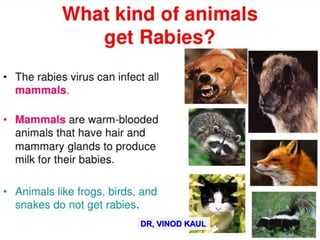Rabies.ppt