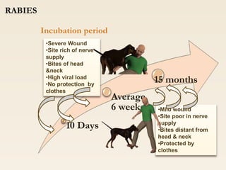 Rabies.ppt