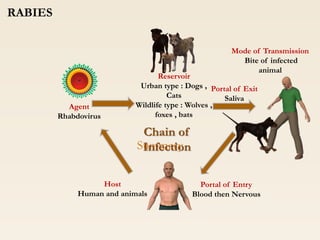 Rabies.ppt