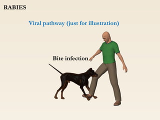 Rabies.ppt