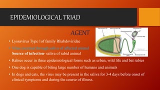 RABIES.pptx | Infectious Diseases | Diseases and Conditions