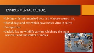 RABIES.pptx | Infectious Diseases | Diseases and Conditions