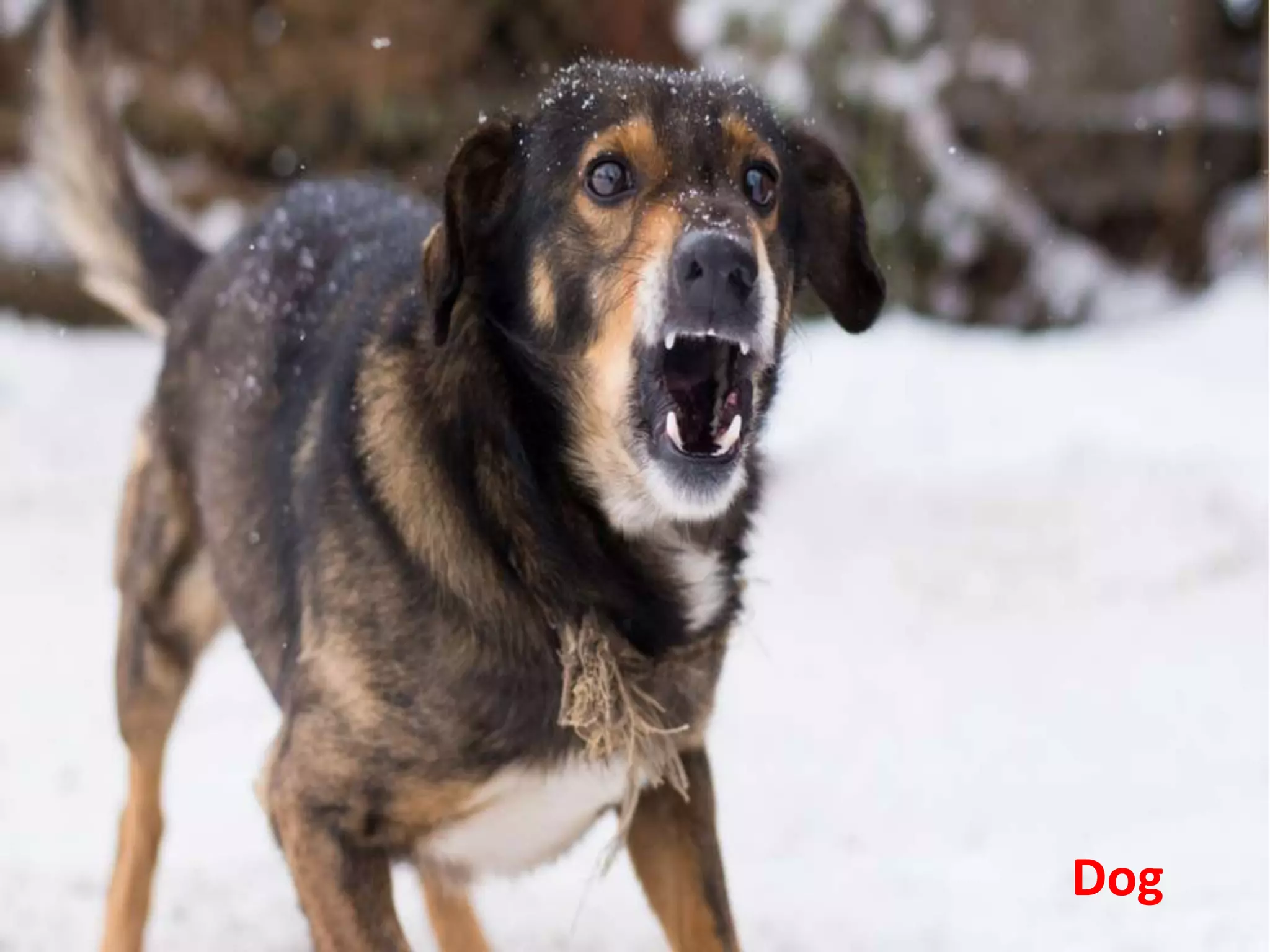 Rabies: The Most Fatal Disease.pptx