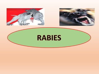RABIES.pptx