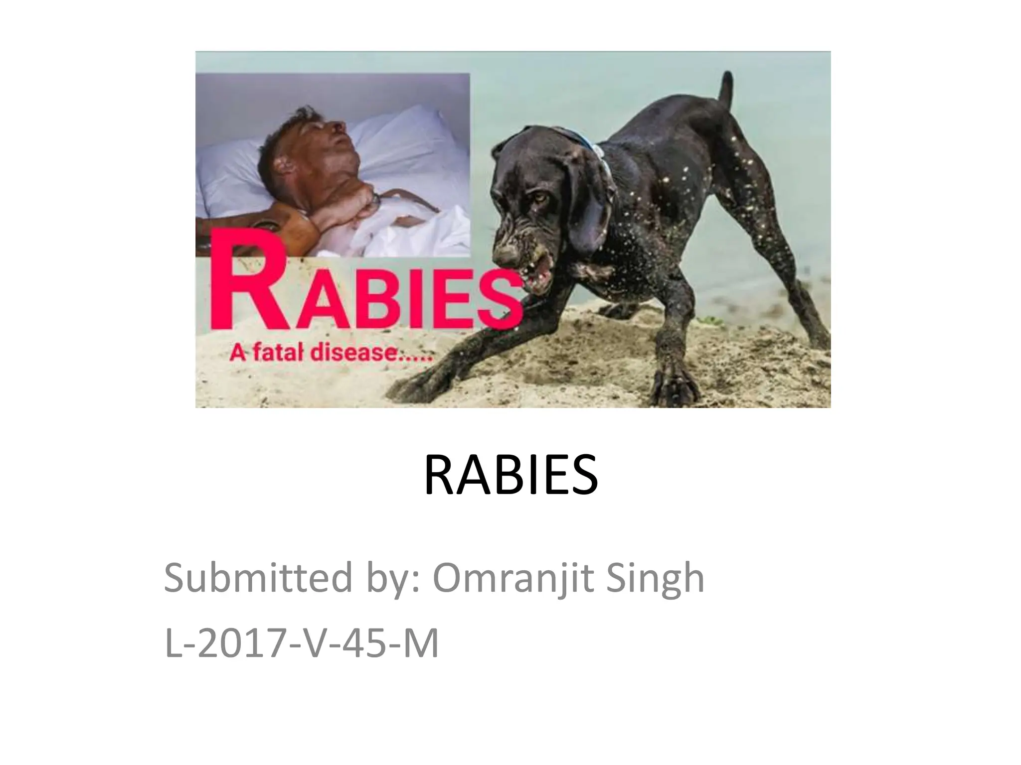 Effect of rabies on human regarding health and safety | PPT