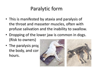 Effect of rabies on human regarding health and safety | PPT
