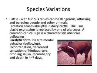 Effect of rabies on human regarding health and safety | PPT