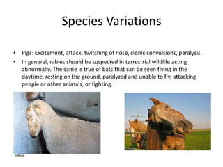 Effect of rabies on human regarding health and safety | PPT