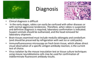 Effect of rabies on human regarding health and safety | PPT