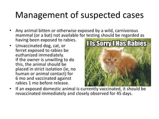 Effect of rabies on human regarding health and safety | PPT