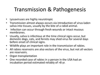 Effect of rabies on human regarding health and safety | PPTX