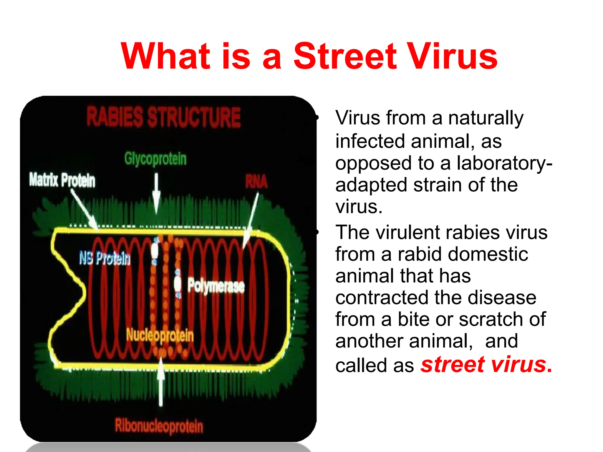 Morphology of Rabies virus and its clinical significance.pptx