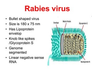 Morphology of Rabies virus and its clinical significance.pptx