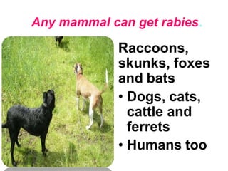 Morphology of Rabies virus and its clinical significance.pptx
