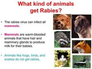 Morphology of Rabies virus and its clinical significance.pptx