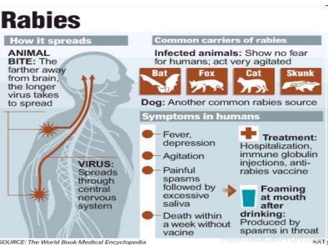 Morphology of Rabies virus and its clinical significance.pptx ...