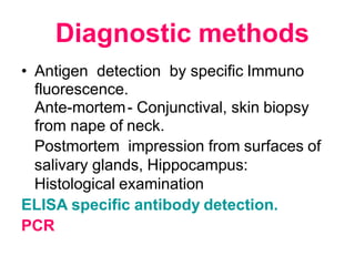 Morphology of Rabies virus and its clinical significance.pptx