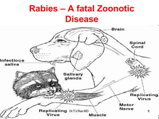 Morphology of Rabies virus and its clinical significance.pptx