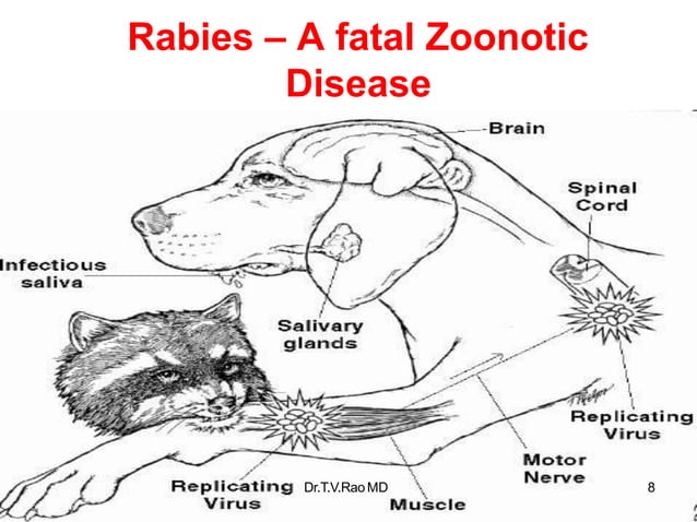 Morphology of Rabies virus and its clinical significance.pptx ...