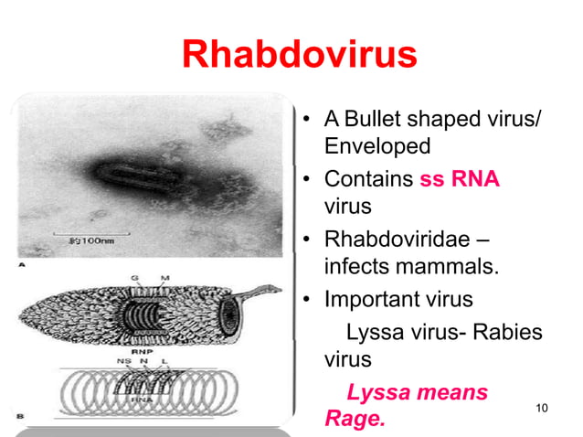 Morphology of Rabies virus and its clinical significance.pptx ...
