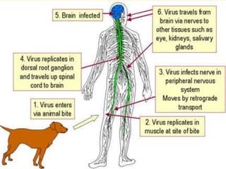 rabies, definition, introduction, diagnosis.pptx
