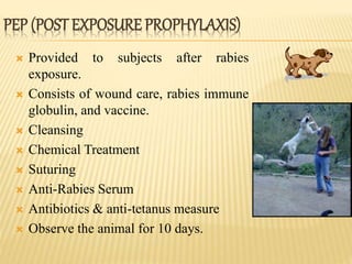 rabies, definition, introduction, diagnosis.pptx