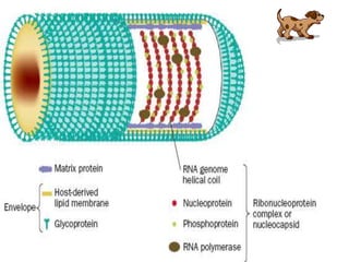 rabies, definition, introduction, diagnosis.pptx