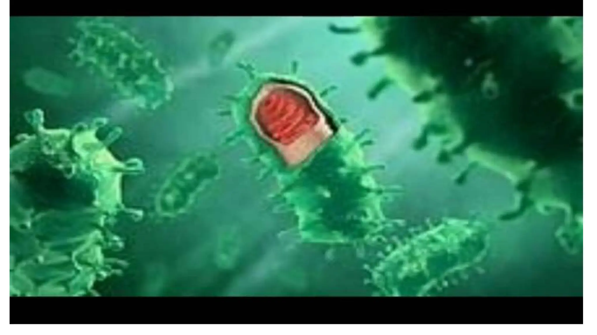 Rabies in community health education and prevention | PPT | Free Download