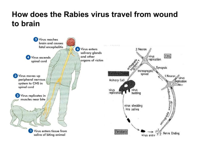 Rabies.ppt by professor Dr Nirmal sahani | PPT