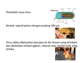 bahan presentasi penularanpenyakit Rabies.pptx