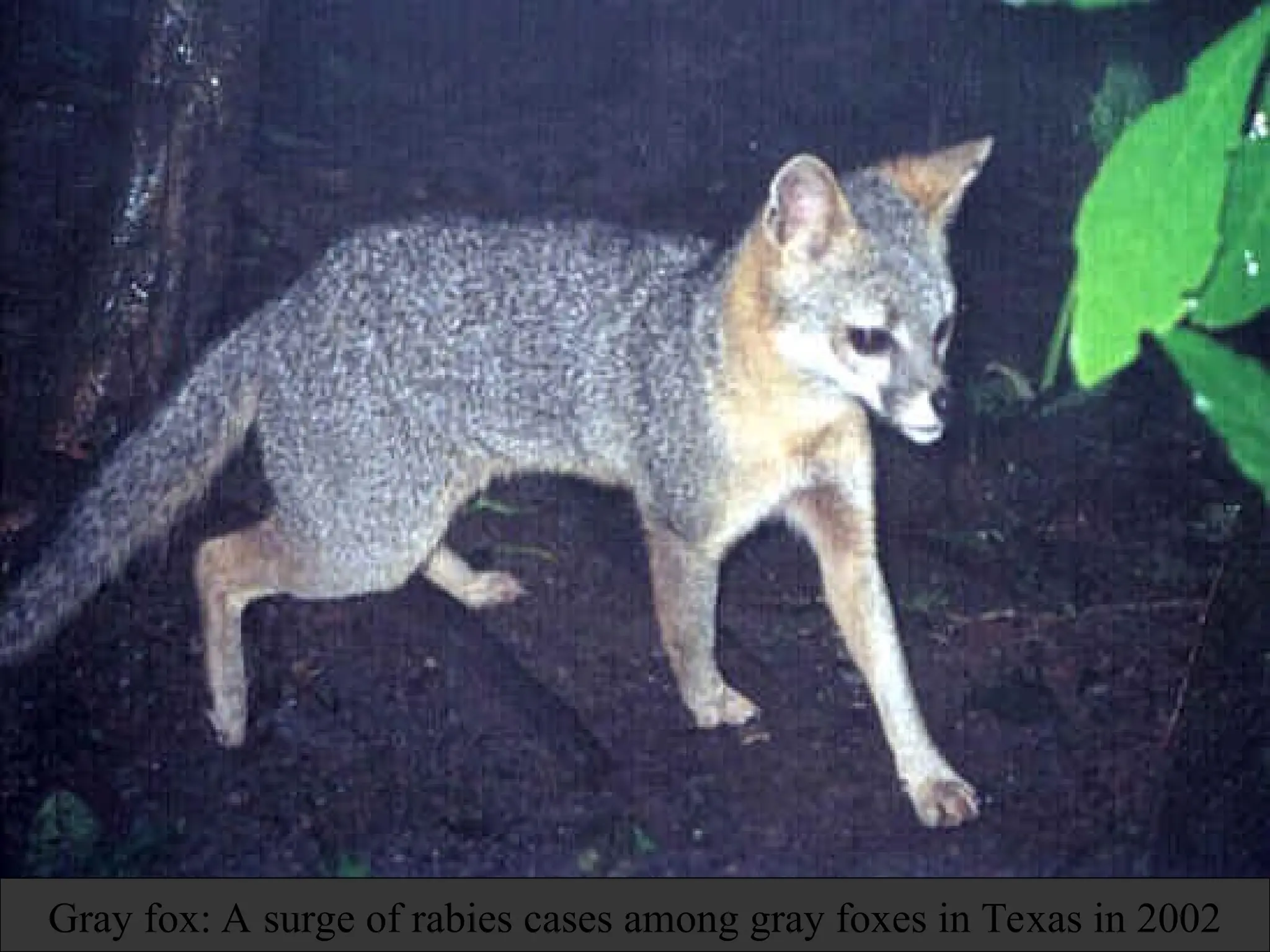 Rabies virus and complete description.ppt