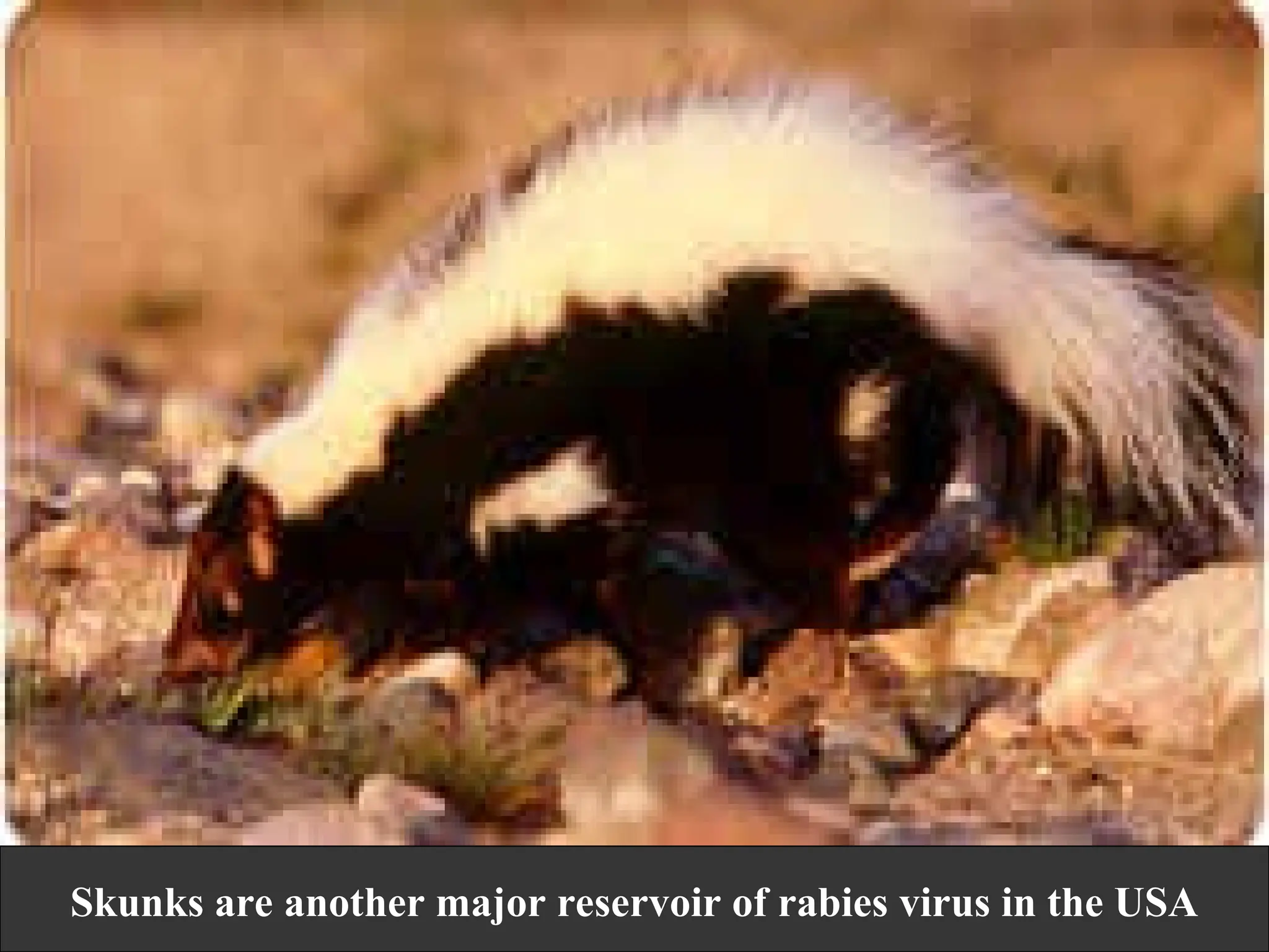 Rabies virus and complete description.ppt