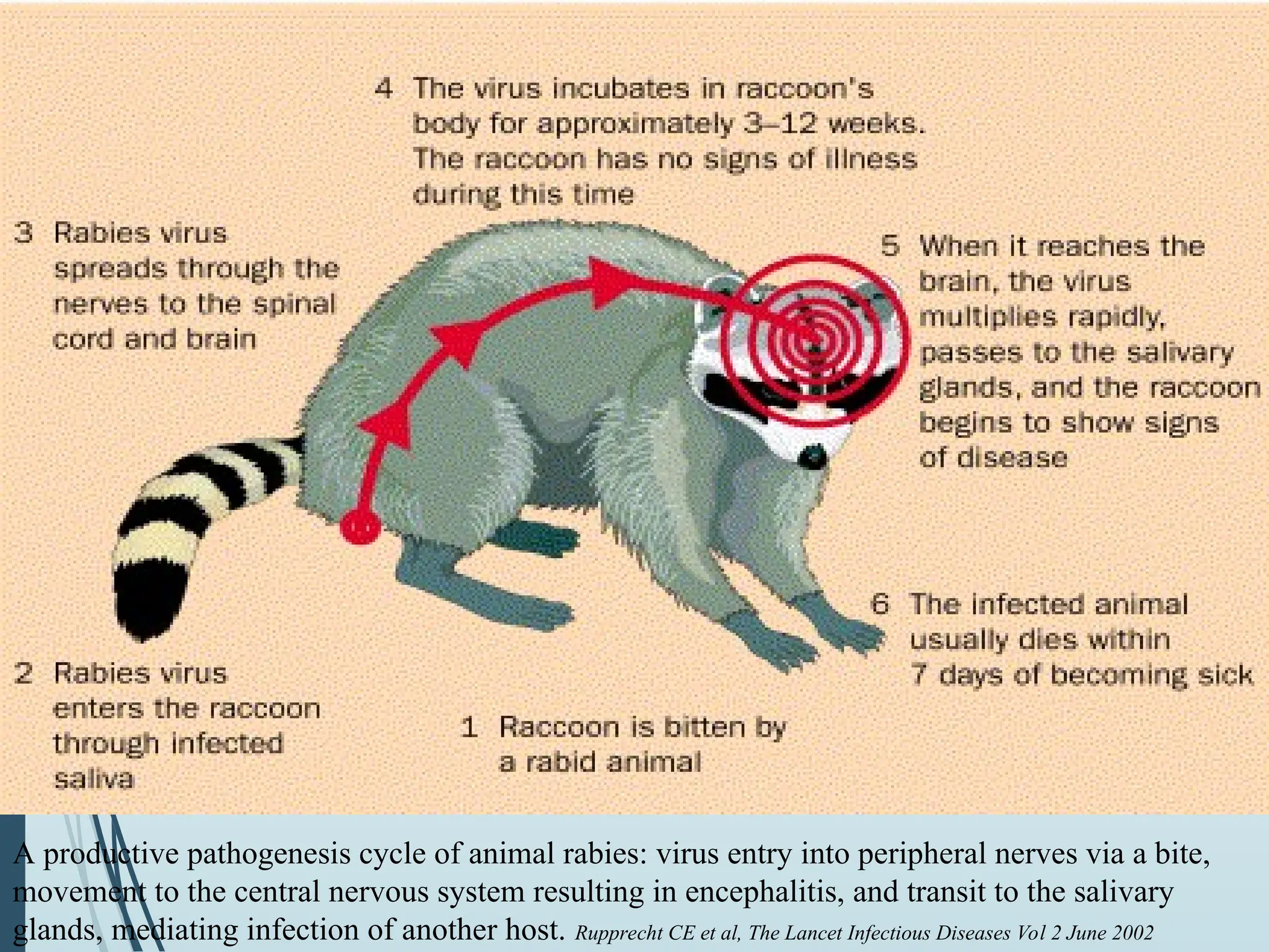 Rabies virus and complete description.ppt