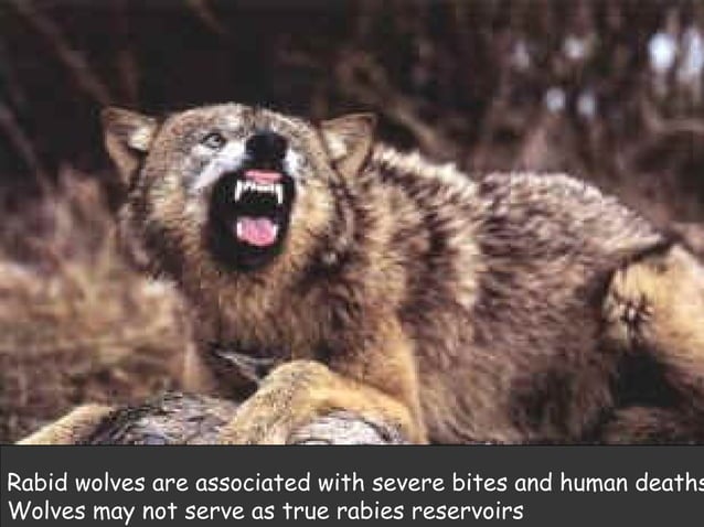 Rabies virus and complete description.ppt