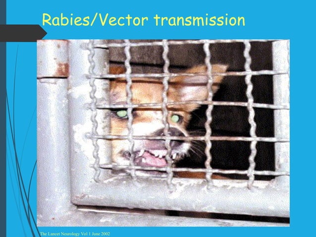 Rabies virus and complete description.ppt