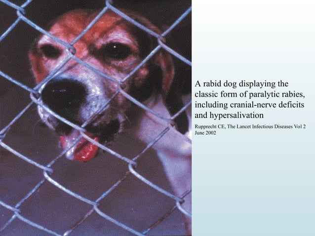 Rabies virus and complete description.ppt